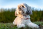 17 Most Searched For Dog Breeds On Google - iHeartDogs.com
