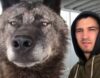 Man Lives With Largest Wolf On The Planet And Plays With Him Like He’s ...