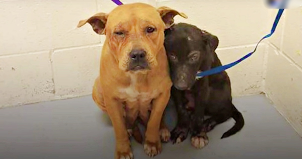 Dogs Huddled Together In Shelter After Owner Left Them Without ...