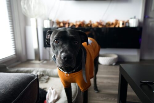 The 18 Best Dog Pajamas To Bring Your Pup Sweet & Comfy Dreams ...
