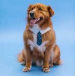 5 Best Dog Immunity Supplements - iHeartDogs.com