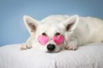 11 Best Dog Immunity Supplements - iHeartDogs.com