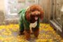 The 15 Most Popular House-Friendly Dog Breeds - iHeartDogs.com