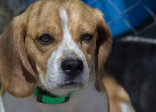 10 Best Dog Gates for Beagles - iHeartDogs.com