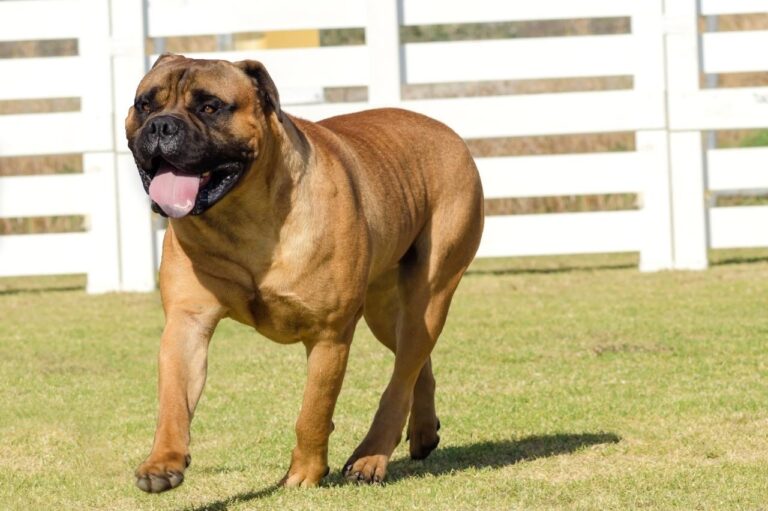 The 10 Strongest Bulldog Breeds