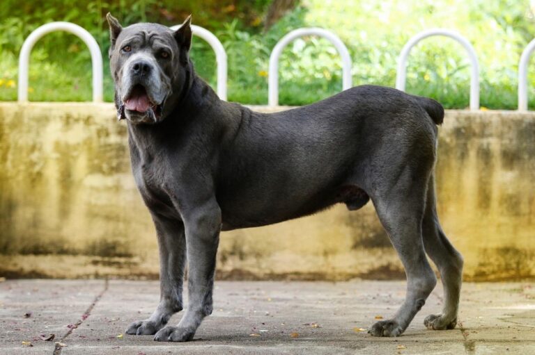 The 21 Strongest Dogs In The World - iHeartDogs.com