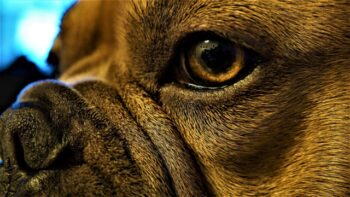9 Best Snout Soothers For Dogs in 2025 - iHeartDogs.com