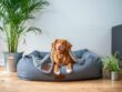 10 Best Dog Cameras To Keep Your Pup Safe And Sound - iHeartDogs.com