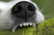 11 Best Dental Chews for Dogs in 2026 (Vet-Recommended Options ...