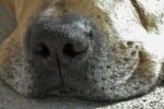 9 Best Snout Soothers For Dogs in 2025 - iHeartDogs.com
