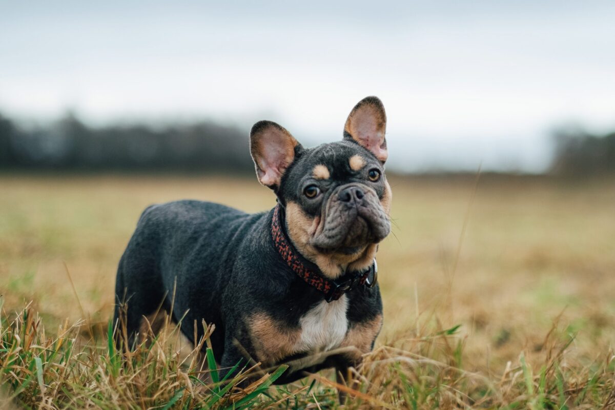 10 Best Snout Soothers For French Bulldogs - iHeartDogs.com