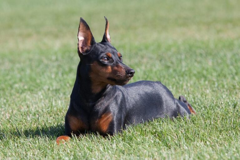 15 Dog Breeds That Would Slay In The Baddie Aesthetic - iHeartDogs.com
