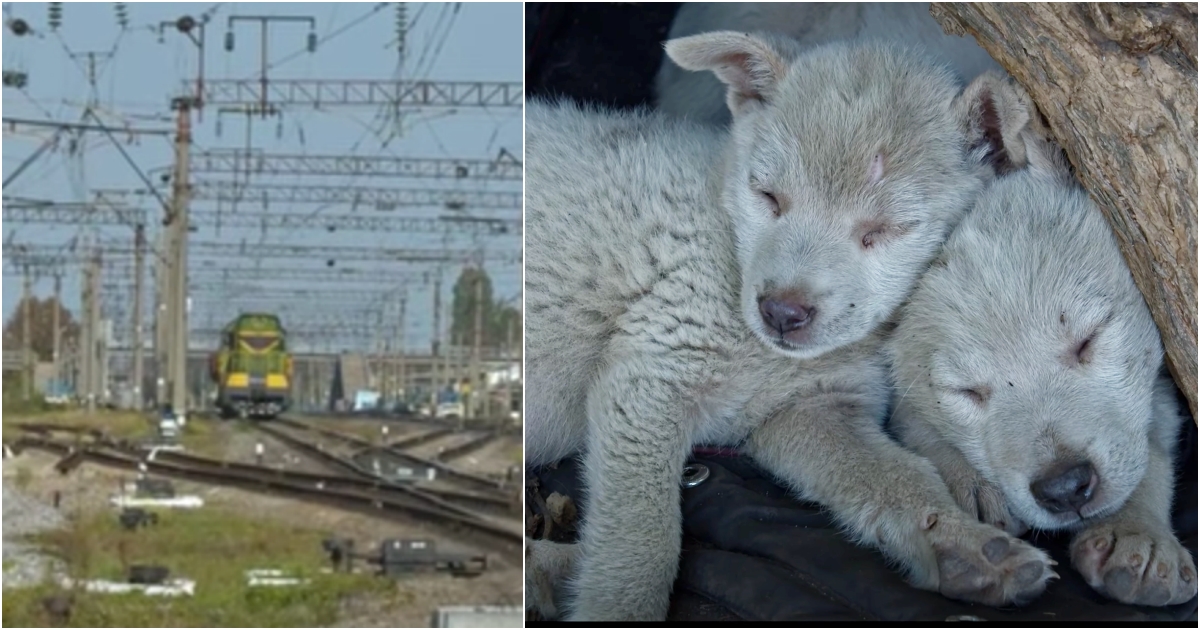 Puppies Snuggled Tightly By Speeding Train & No One Could Afford To ...