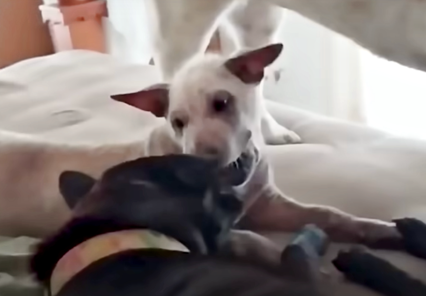 Angry Stray Puppy Scooped Into Shopping Bag For Lashing Out At Woman ...