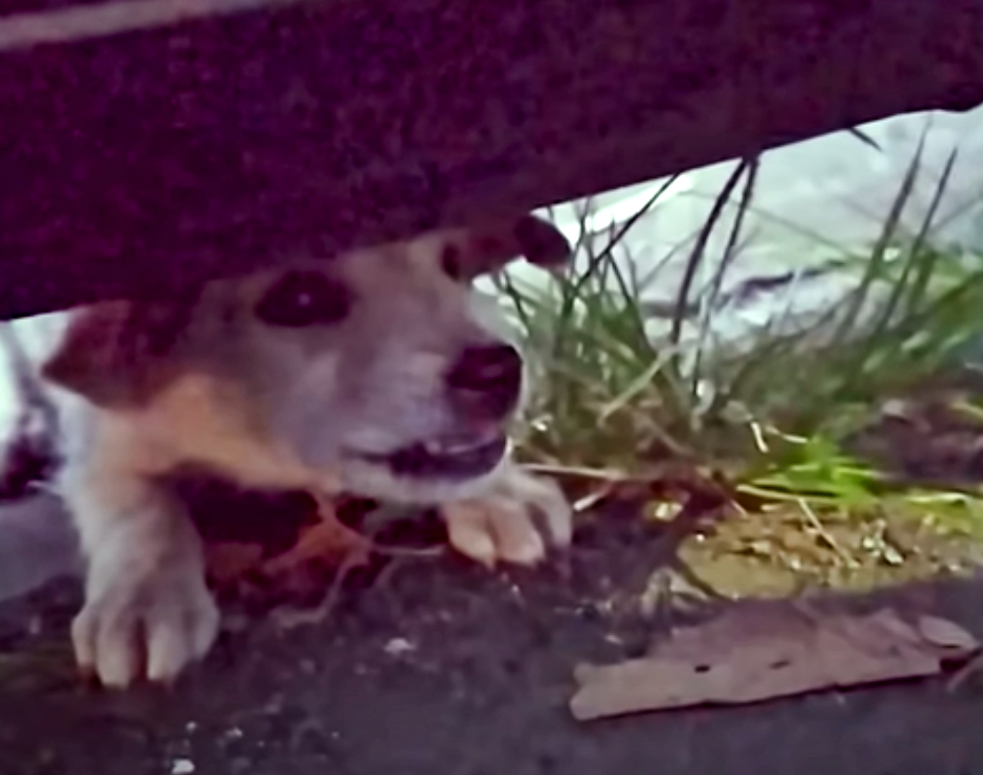 Angry Stray Puppy Scooped Into Shopping Bag For Lashing Out At Woman ...