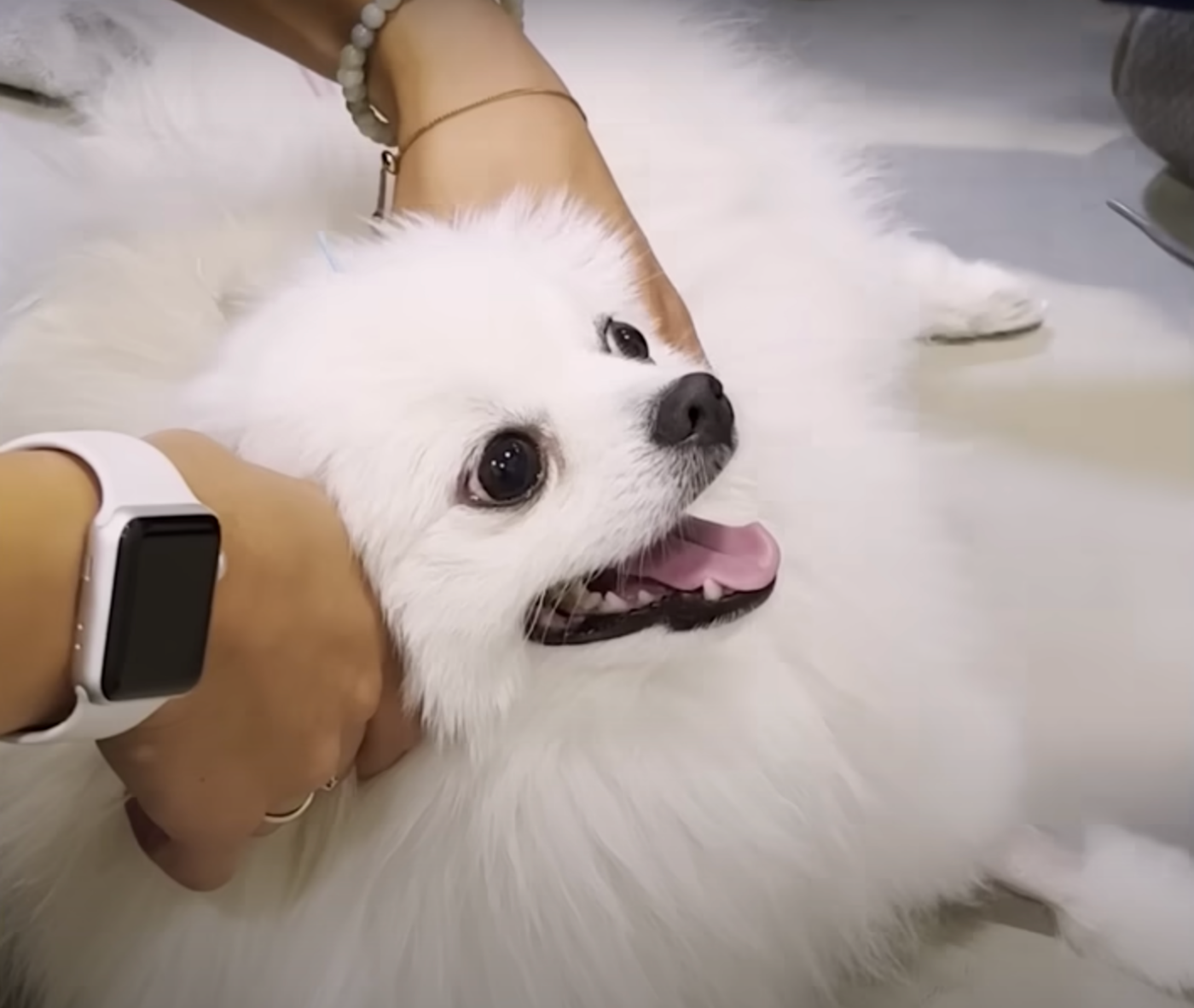 Mom Showers Her Paralyzed Dog With Love Believing It'll Heal Him ...