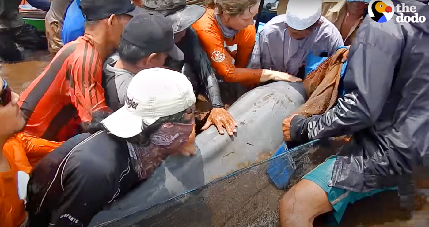 Frantic Dolphin Trapped In Water Receives Pets To Calm Him | Whisker ...