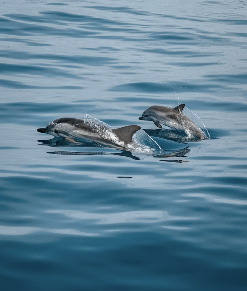 Frantic Dolphin Trapped In Water Receives Pets To Calm Him | Whisker ...