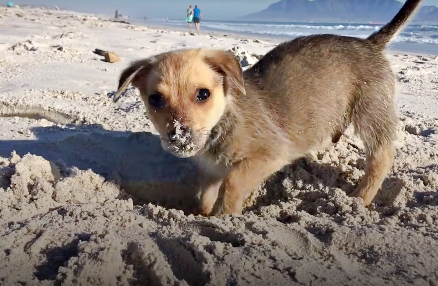 Street Puppy Shows Off His Slice Of Bread, Eager To Share It | Whisker ...