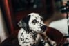 10 Best Dog Cameras To Keep Your Pup Safe And Sound - iHeartDogs.com