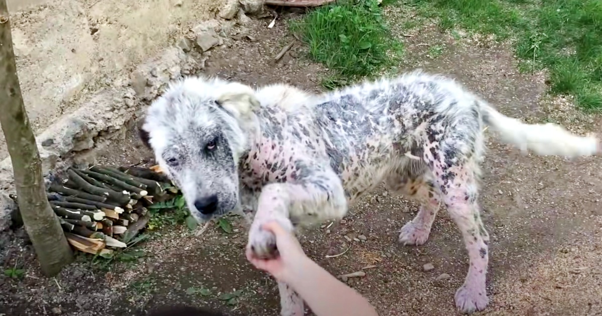 Affectionate Stray Won't Go With Rescuers Without Her Best Friend ...
