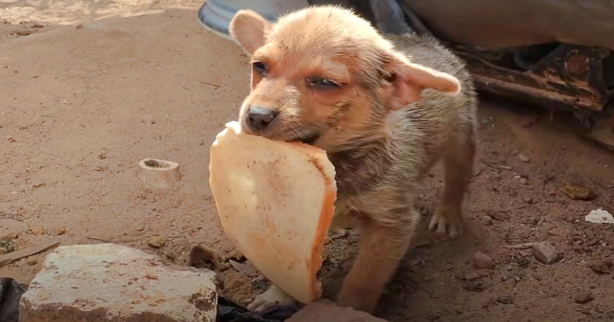 Street Puppy Shows Off His Slice Of Bread, Eager To Share It | Whisker ...