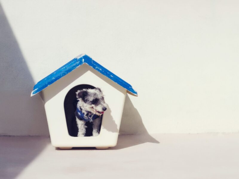 The 12 Best Dog Houses - iHeartDogs.com