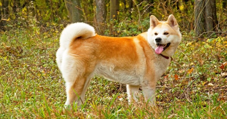 The 15 Most Majestic Dog Breeds On The Planet - iHeartDogs.com