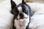 15 Dog Breeds That Would Slay In The Baddie Aesthetic - iHeartDogs.com