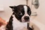 Top 11 Small But Mighty Dog Breeds That Have The Hearts Of Warriors ...