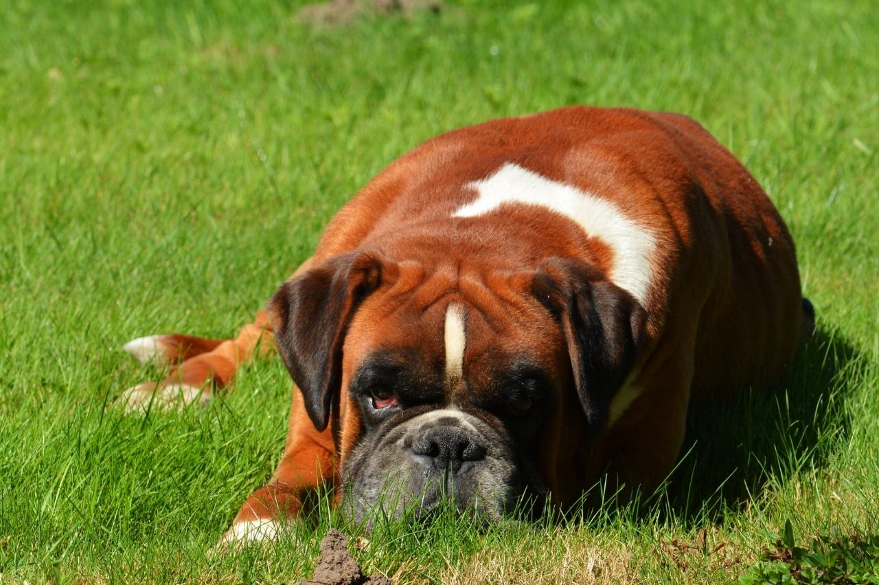 6 Remedies & Supplements For Your Boxer’s Diarrhea, Gas, Vomiting, or ...