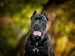 The 15 Most Fearless Dog Breeds On The Planet - iHeartDogs.com