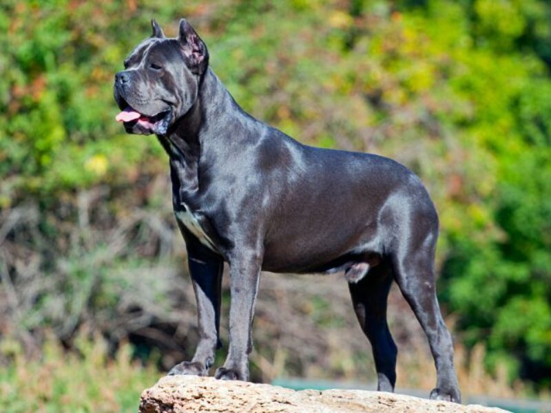 10 Dog Breeds Similar to Pit Bulls - iHeartDogs.com