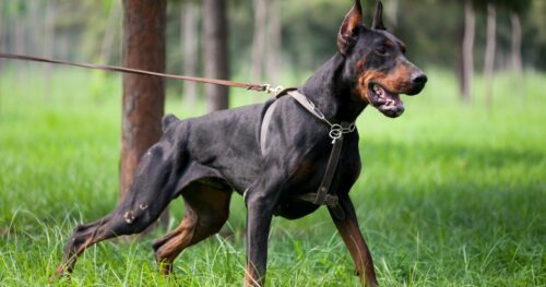 15 Times Dogs Have Helped Solve Crimes & Catch Criminals - iHeartDogs.com