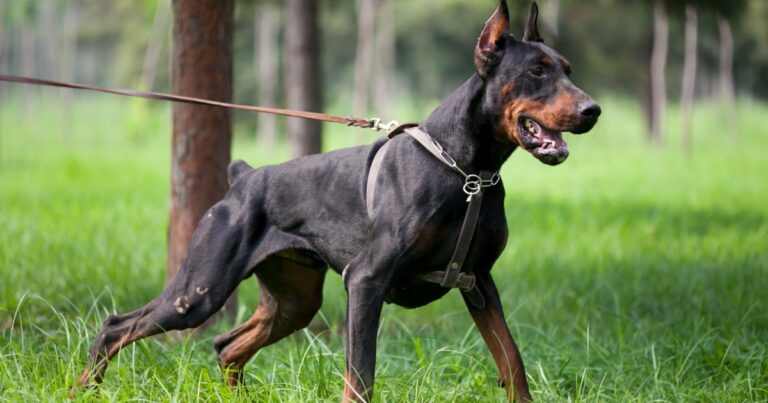 15 Times Dogs Have Helped Solve Crimes & Catch Criminals - iHeartDogs.com