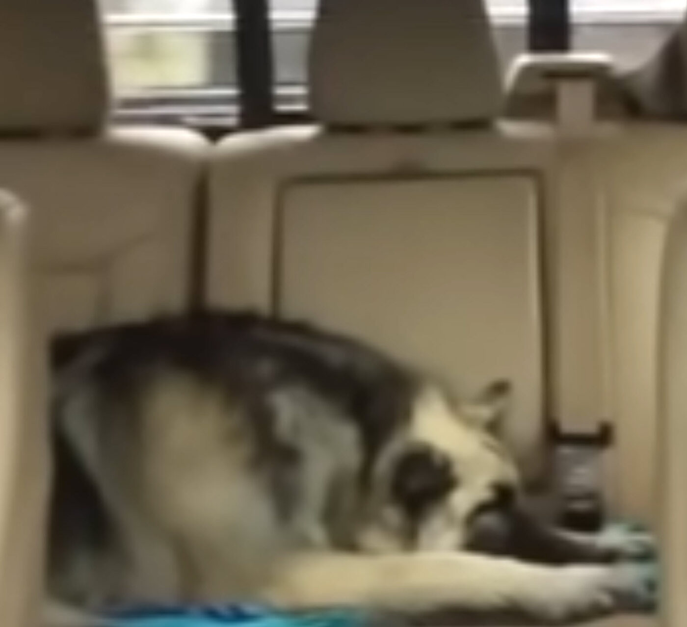 Dog’s Favorite Song Comes On Radio, Mom Decides To Join In For 'Duet ...
