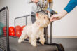 7 Best Dog Treadmill Products To Keep Your Pup In Shape