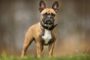 2025’s Most Popular Dog Breeds in the US, Ranked by the American Kennel ...