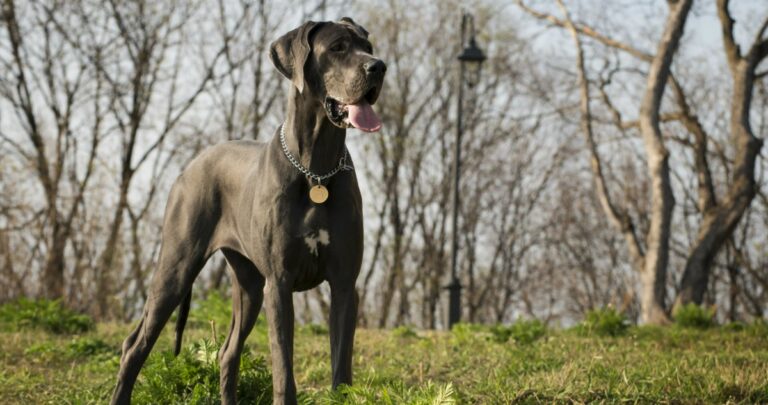 15 Most Hilarious Canine Breeds Identified for Their Goofy ...