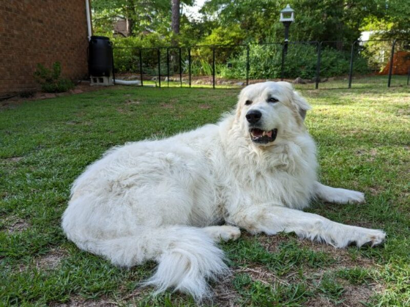 10 Things Every Great Pyrenees Owner Needs in Their Home - iHeartDogs.com