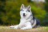 Ideal Diet for Huskies - The Ultimate Husky Feeding Guide - iHeartDogs.com