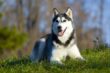 Ideal Diet for Huskies - The Ultimate Husky Feeding Guide - iHeartDogs.com