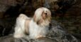 15 Dog Breeds That Have Watched Over Sacred Temples For Generations ...