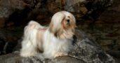 15 Dog Breeds That Have Watched Over Sacred Temples For Generations ...