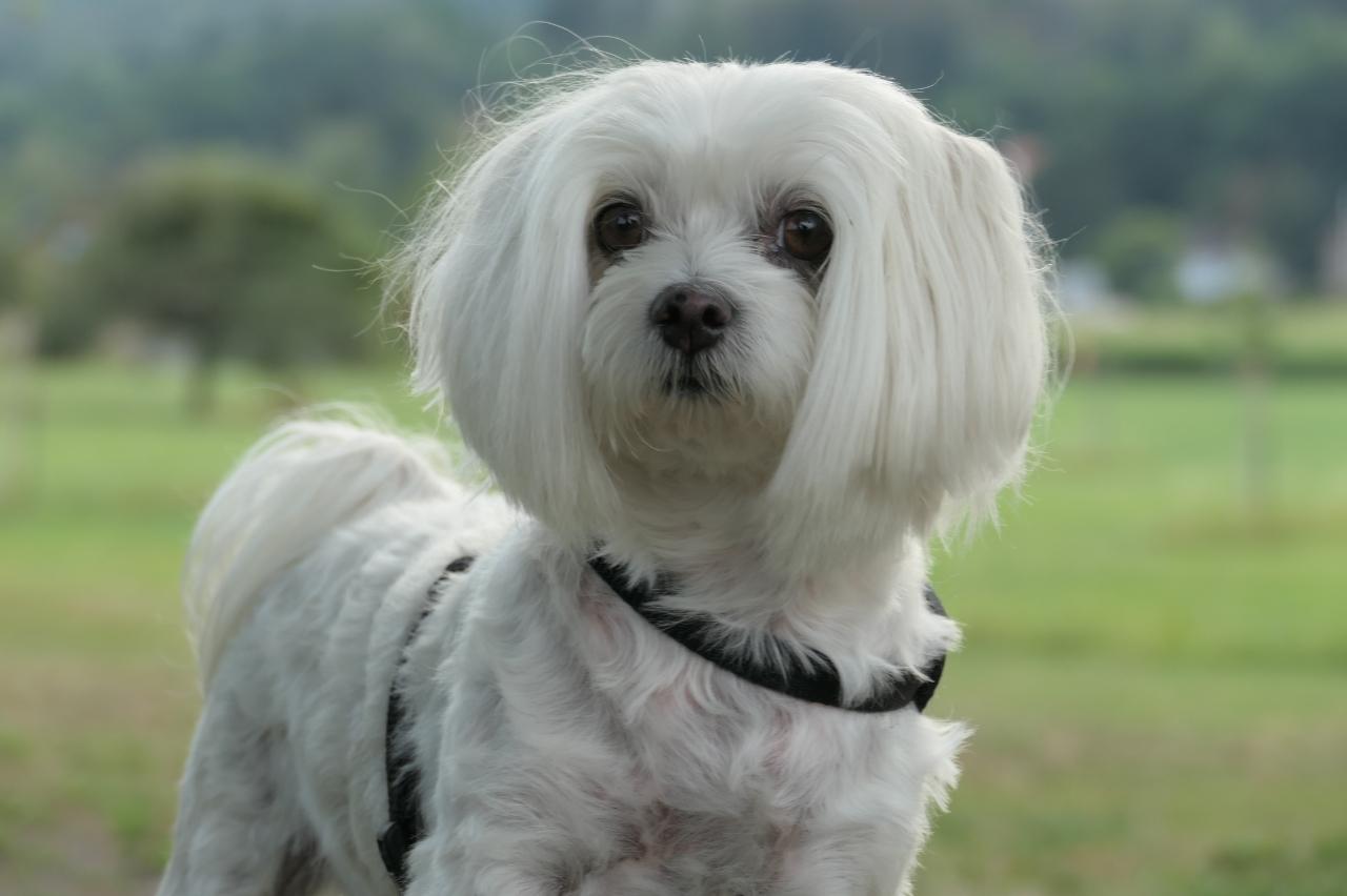Maltese Archives - iHeartDogs.com
