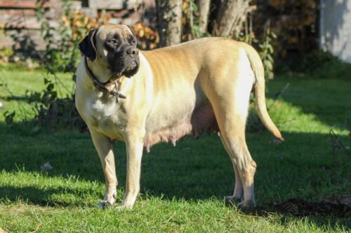 Top 15 Dog Breeds That Were Popular in Ancient Rome—And Still Exist ...