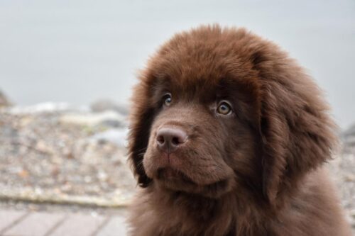 13 Fluffy Puppies That Will Melt Your Heart! - iHeartDogs.com