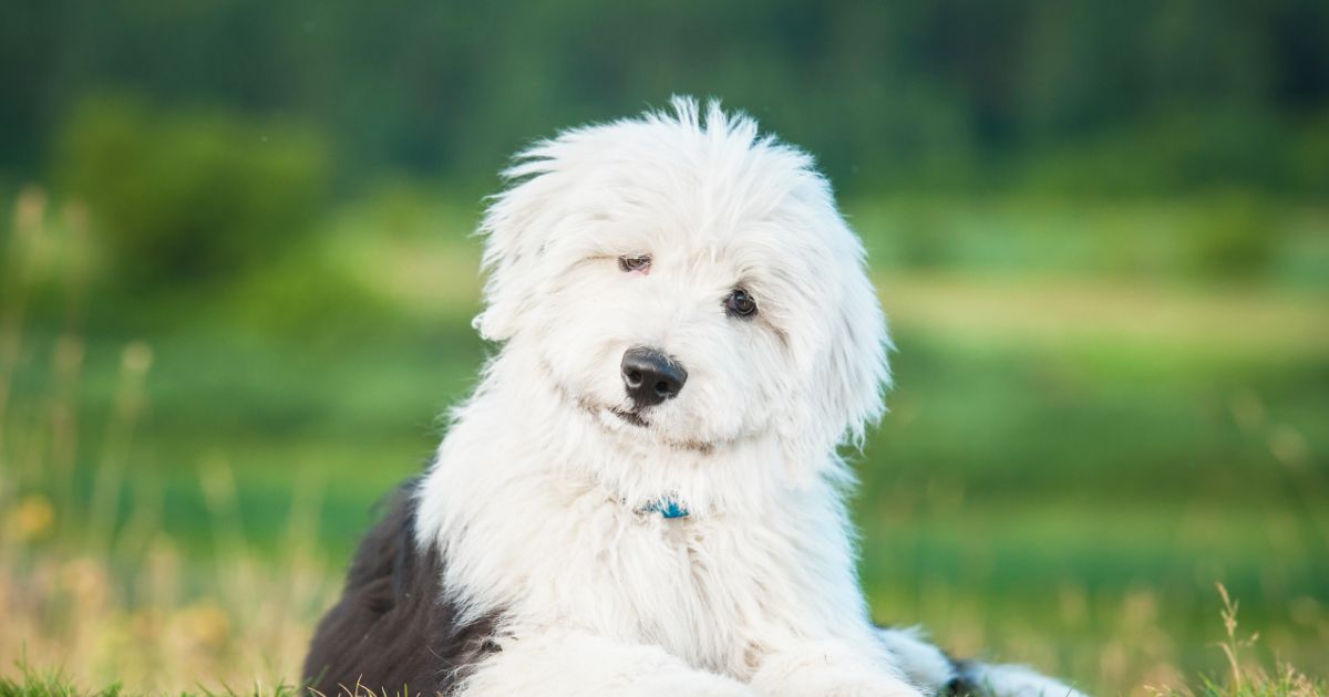 Best Puppy Dog Foods for Old English Sheepdogs - iHeartDogs.com