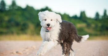 11 Ultimate Fluffy Dog Breeds That Look Like Walking Cloud Puffs ...