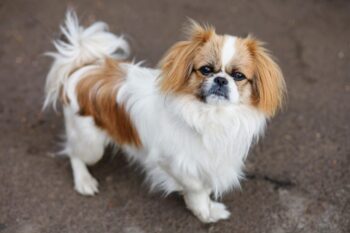13 Moody Dog Breeds That Are Basically Walking Pieces Of Gothic ...